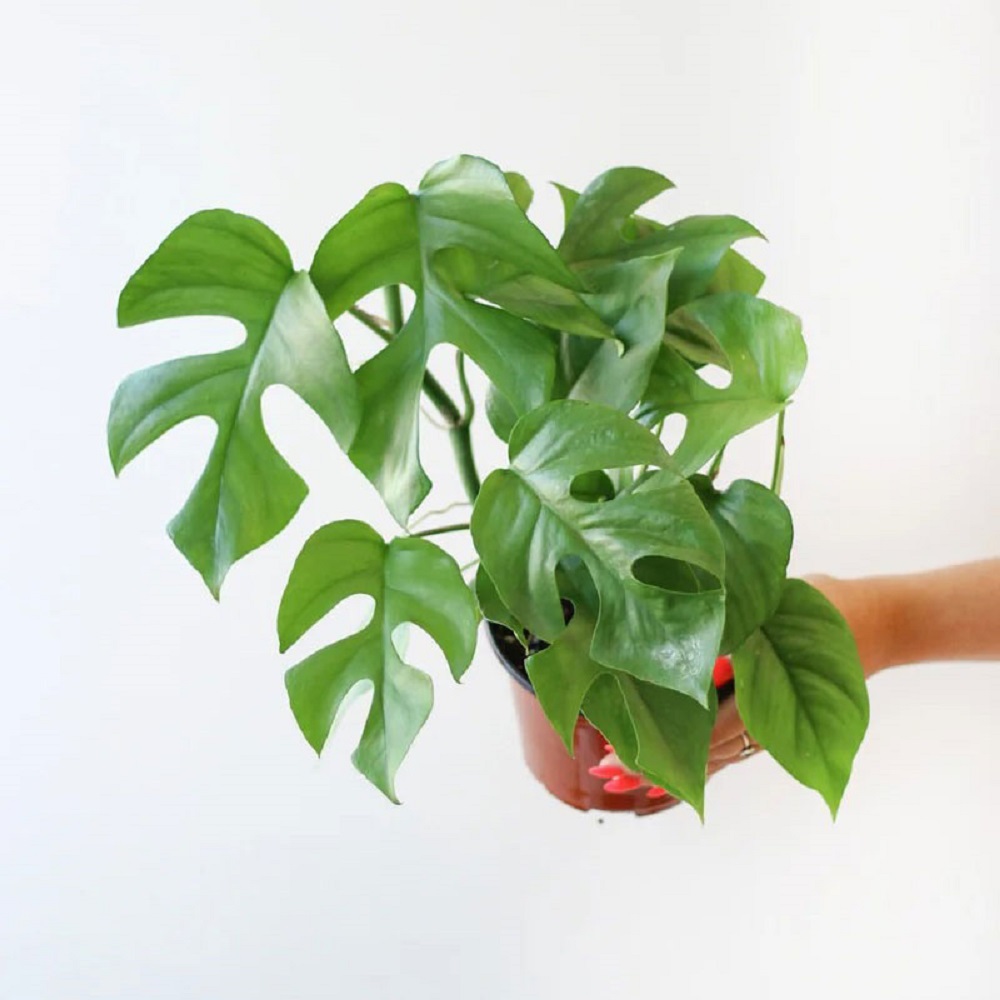 Monstera mini - Thế Giới Làm Vườn