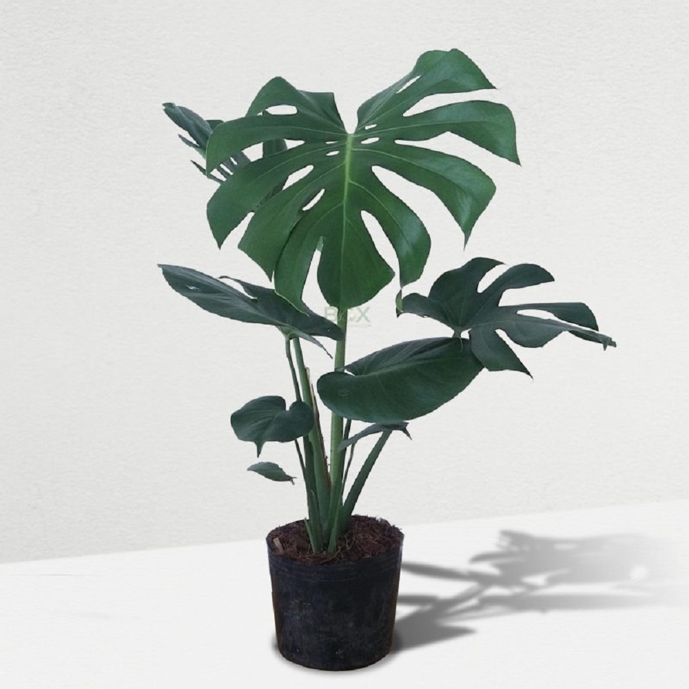 Monstera deliciosa - Thế Giới Làm Vườn