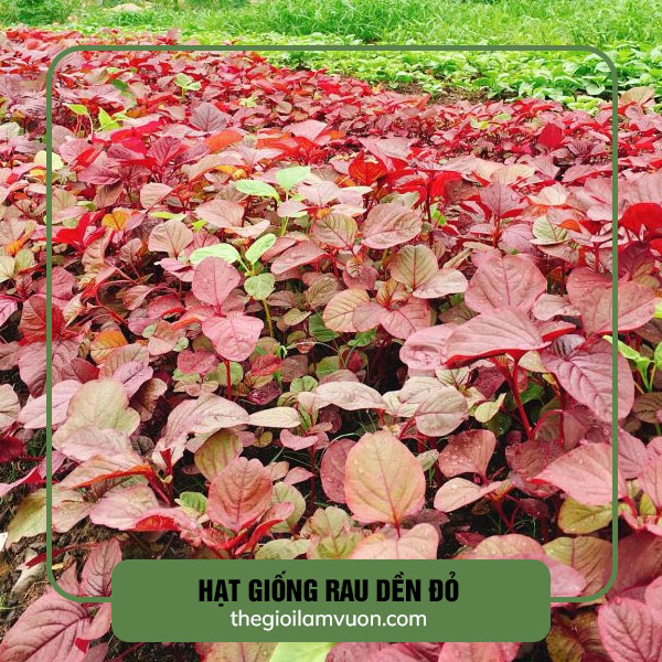 Hạt Giống Rau Dền đỏ Thế Giới Làm Vườn