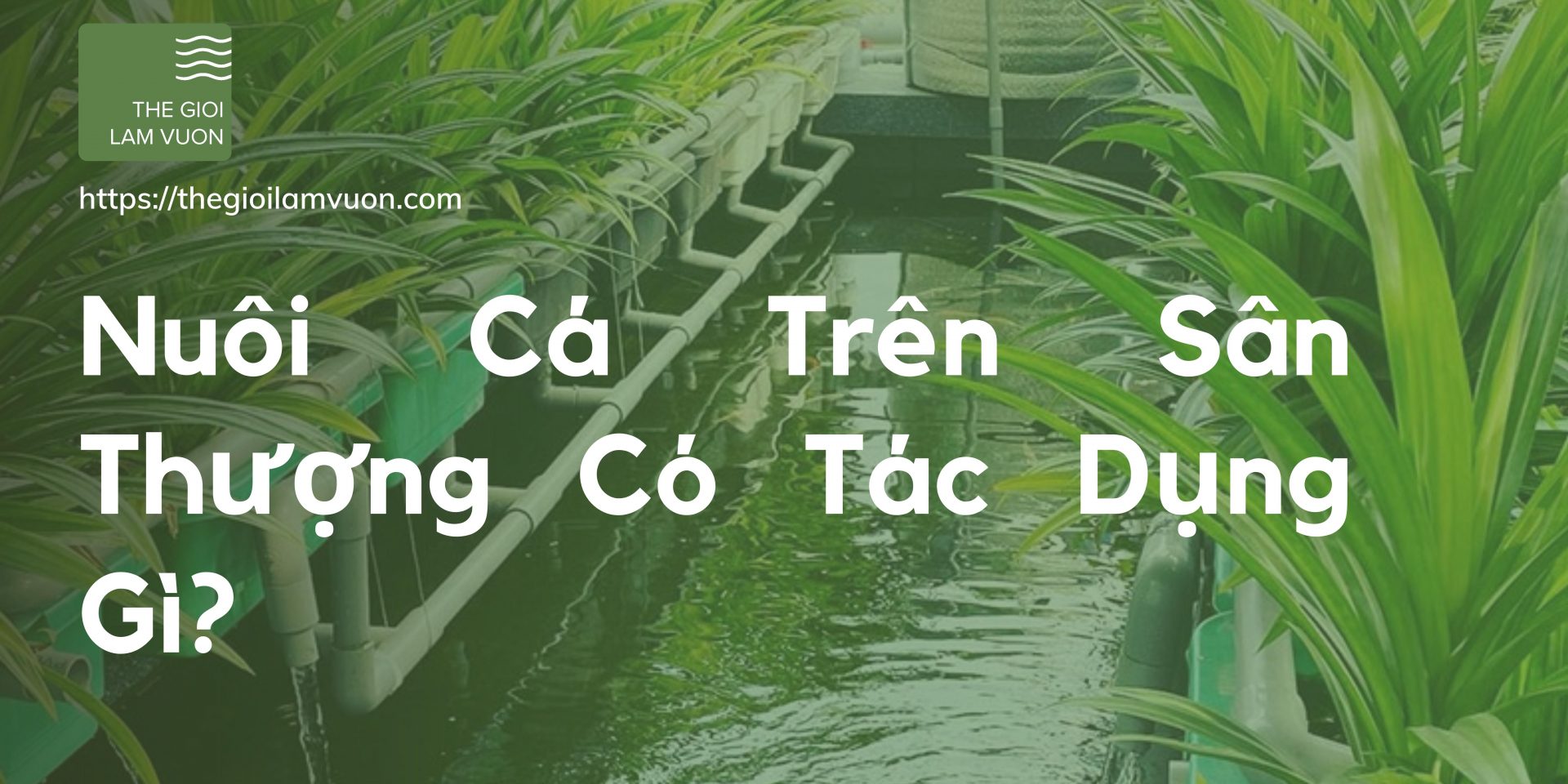 Nuôi Cá Trên Sân Thượng Có Tác Dụng Gì?