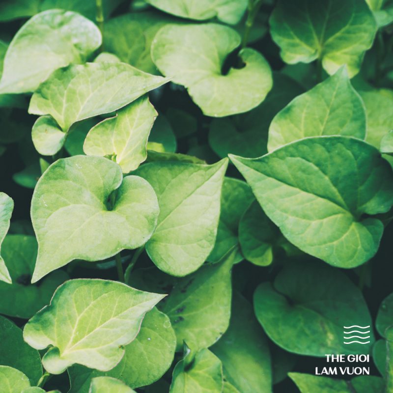 Cây diếp cá - Thế Giới Làm Vườn