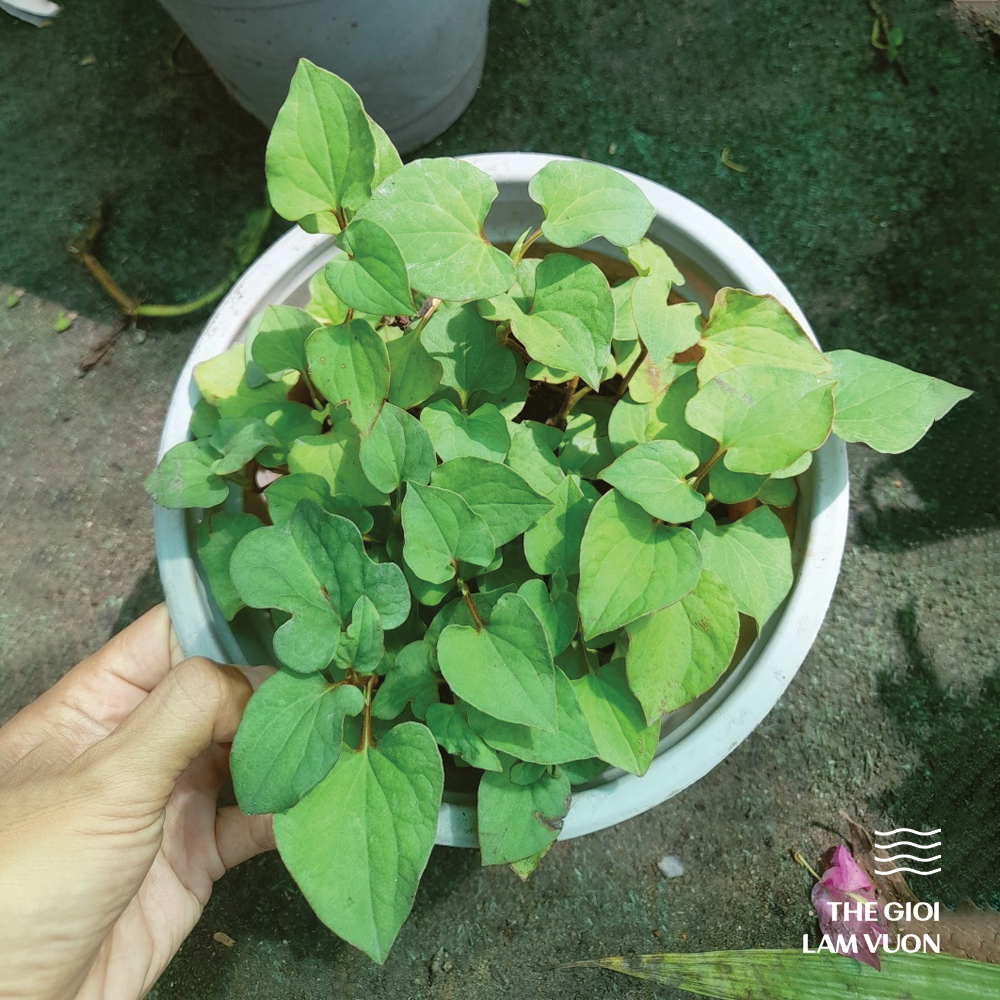 Cây diếp cá - Thế Giới Làm Vườn