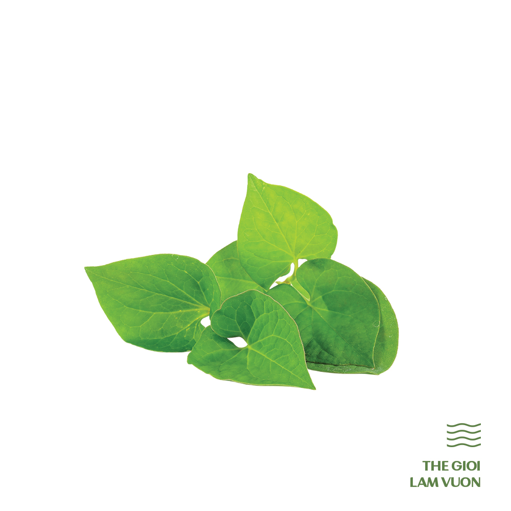 Cây diếp cá - Thế Giới Làm Vườn