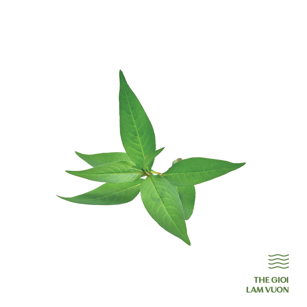 Cây rau răm - Thế Giới Làm Vườn