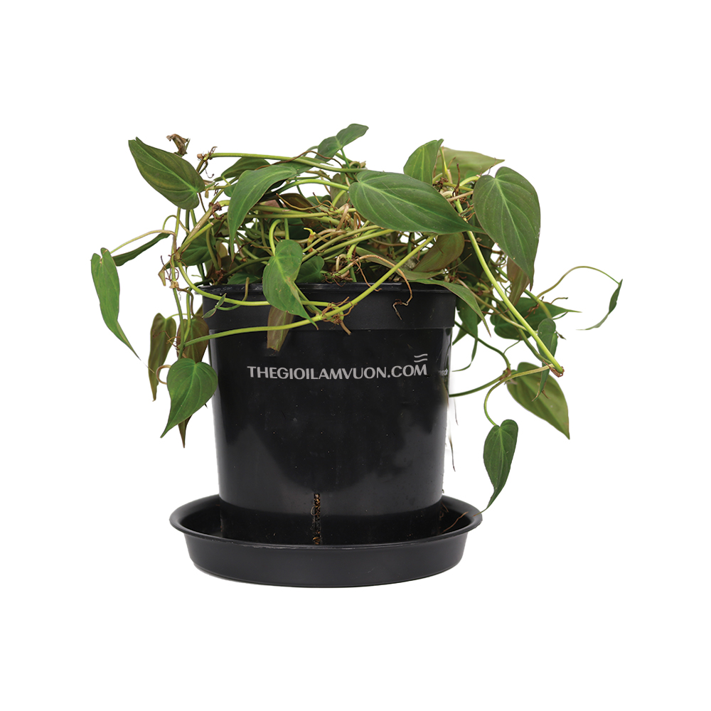 Cây trầu bà Mican - Thế Giới Làm Vườn