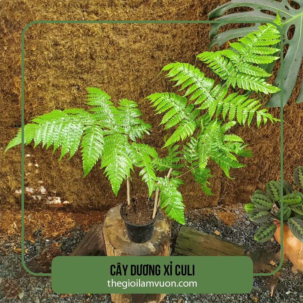Cây dương xỉ culi - Thế Giới Làm Vườn