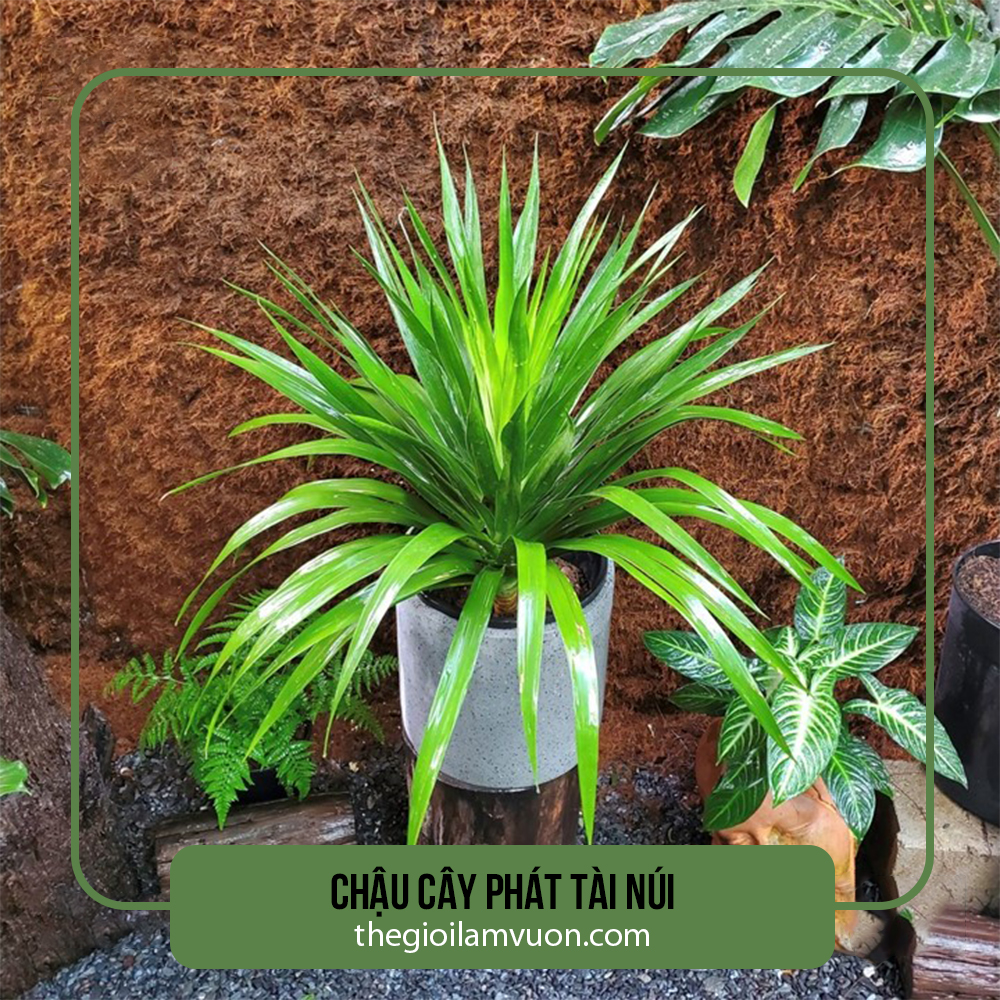 Chậu cây phát tài núi - Thế Giới Làm Vườn