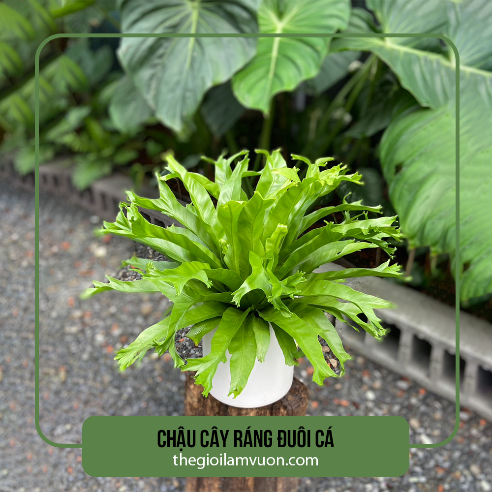 Chậu cây ráng đuôi cá - Thế Giới Làm Vườn